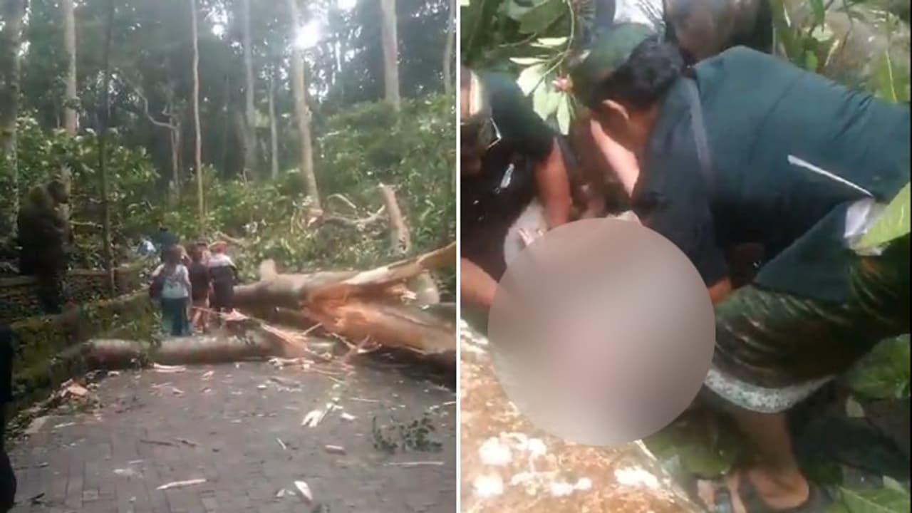Heart-stopping moment: Tree collapses in Bali's Monkey Forest, leaving ...