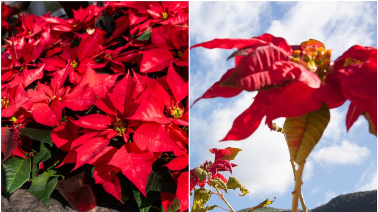 National Poinsettia Day: 7 ways to keep these plants alive beyond ...