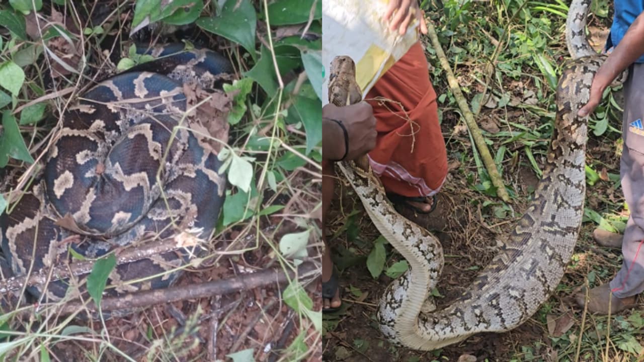 Python captured; കൃഷിയിടത്തിൽ നിന്നും പുഴയോരത്തും അപ്രതീക്ഷിത അതിഥിക ...