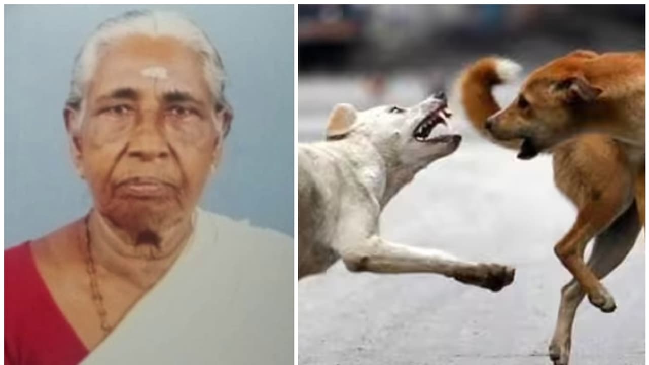 an elderly person dies in stray dog attack in arattupuzha alappuzha ...