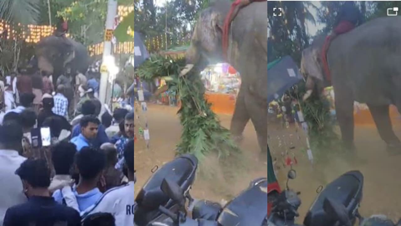 elephant ran amok during temple festival at kunnamkulam: കാവിലക്കാട് ...