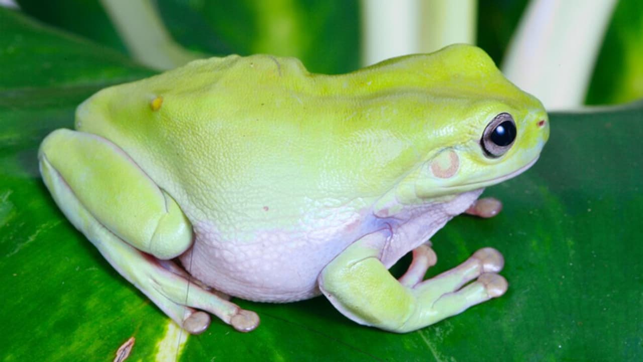 Bizarre Remedy: Chinese Woman Swallows 8 Live Frogs for Back Pain ...