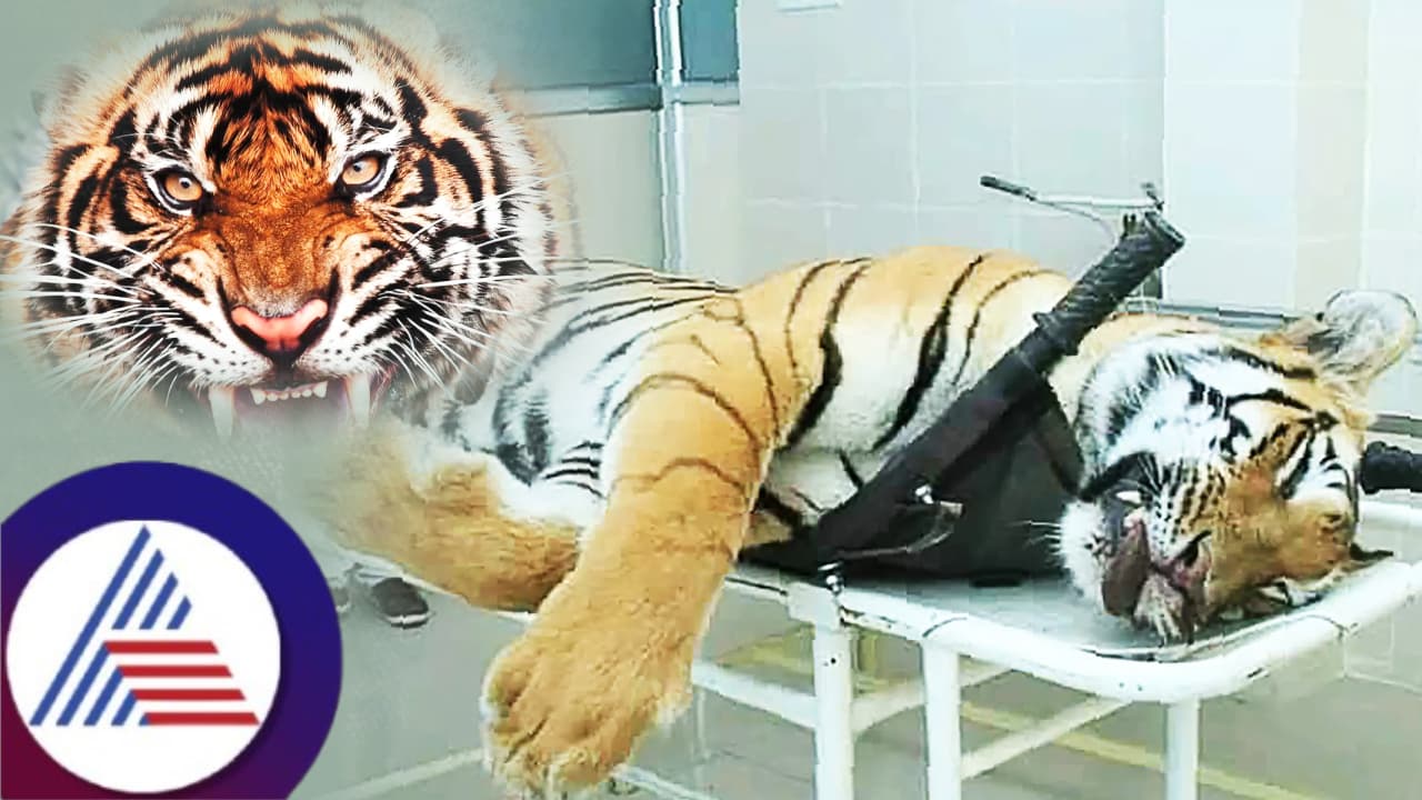tiger found dead ಮಹಿಳೆ ತಿಂದಿದ್ದ ಹುಲಿ ಕಾಡಿನಲ್ಲಿ ಸತ್ತು ಬಿದ್ದಿರುವುದು ಪತ್ತೆ ...