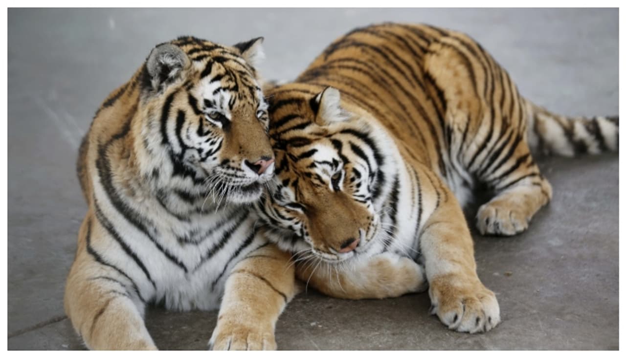 Tiger urine for Rs 600: 'വാതത്തിന് ബെസ്റ്റ്' എന്ന് പരസ്യം; 600 ...