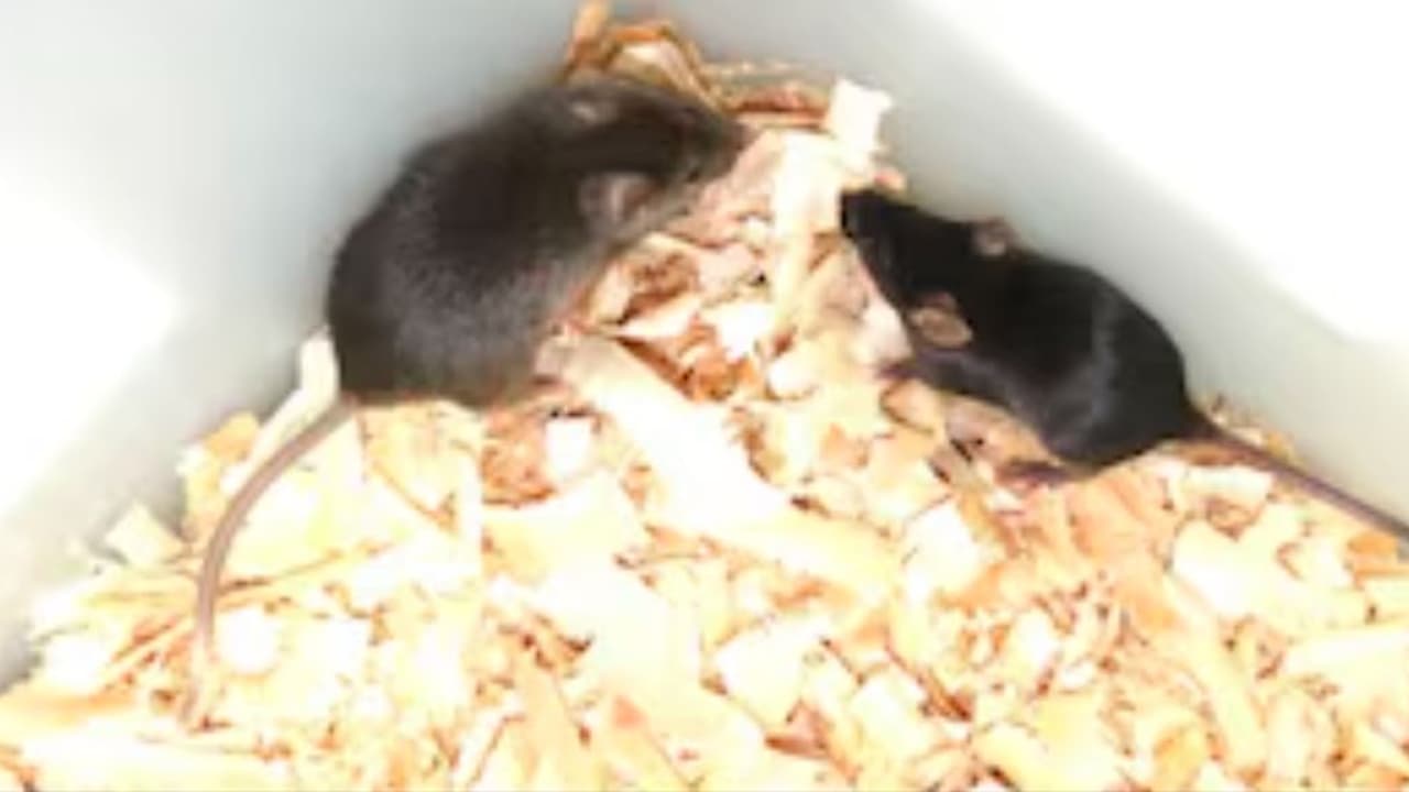 Chinese Scientists Achieve Major Breakthrough in Gene Editing, Create ...