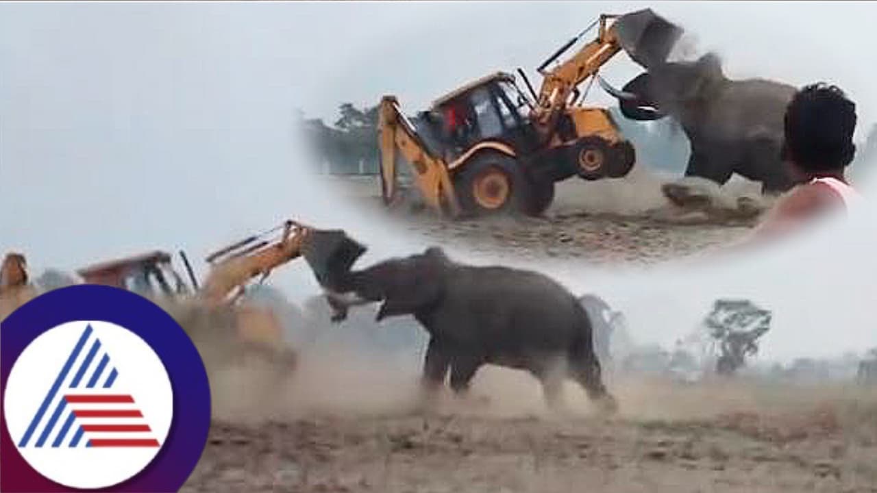 Wild Elephant injured as mob chases it with Bulldozer in Jalpaiguri ...