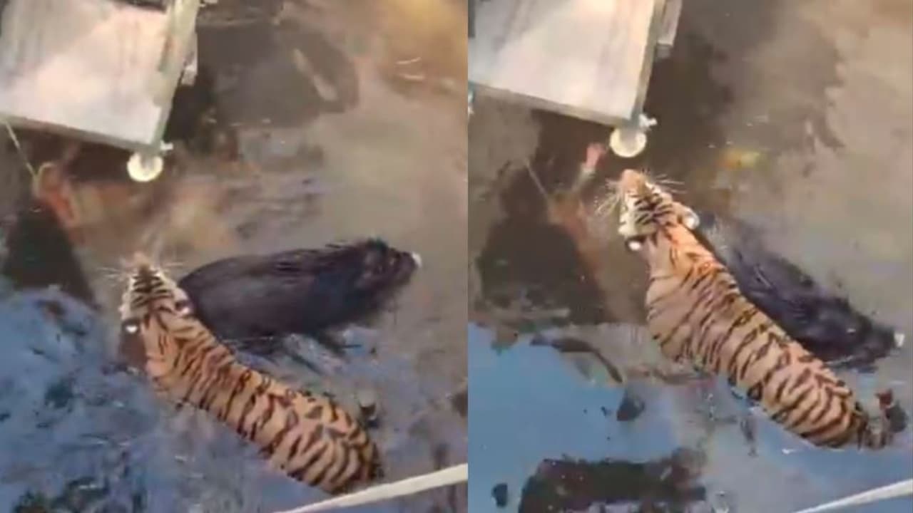 Viral Video: Wild Boar & Tiger Fall into Well Together in Bizarre ...