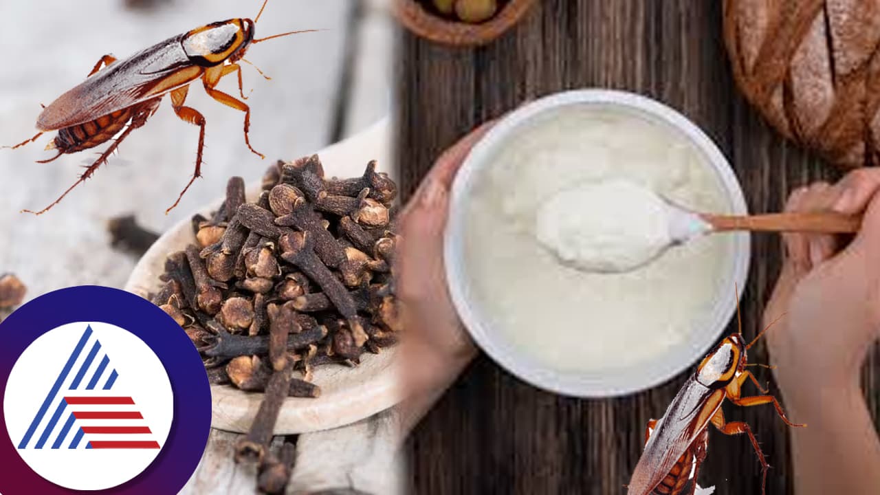 Kick Out Cockroaches Naturally! Easy Tips to Make Your Home Roach-Free ...