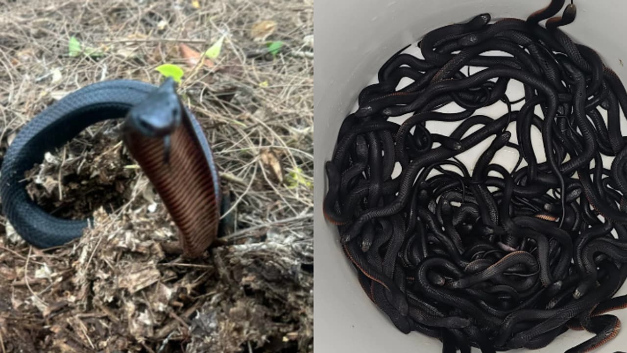 102 venomous snakes captured; 'മുറ്റത്തേക്ക് ഇറങ്ങിക്കൂടാ, എപ്പോ ...