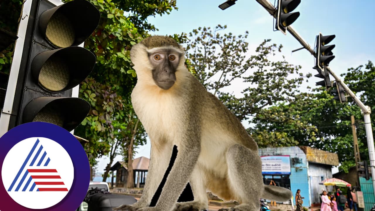 Sri Lanka's Shocking Power Outage: Blame it on a Mischievous Monkey ...