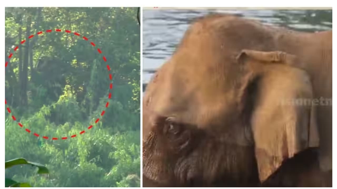 the forest department has said that the news that the elephant, which ...