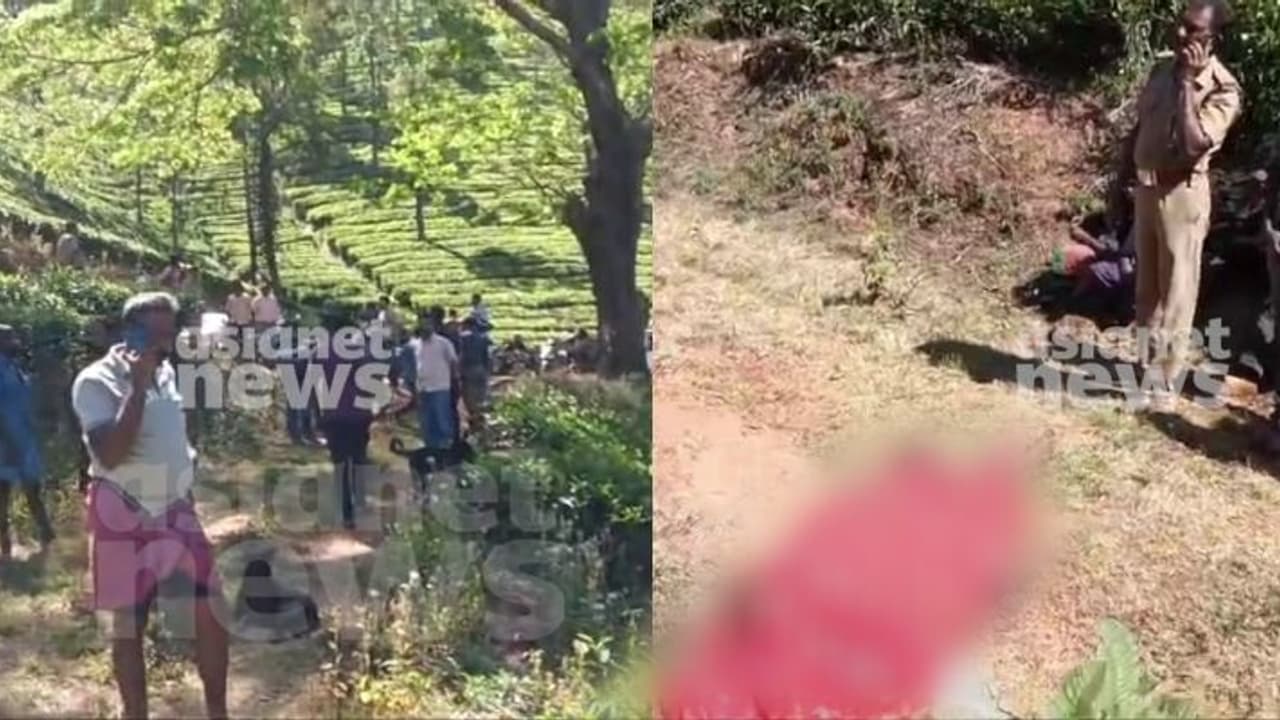 Kerala: Man killed in wild elephant attack in Wayanad, seventh death in ...