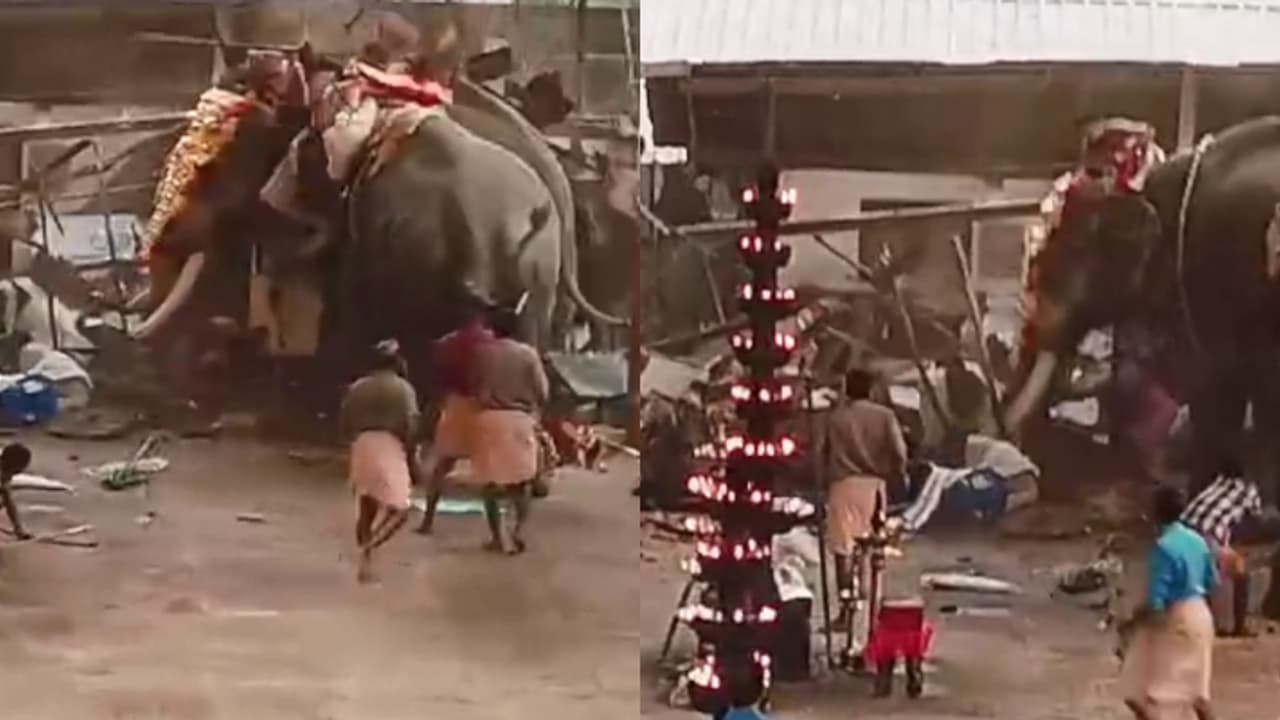 Kerala: Three killed after two elephants run amok during temple ...