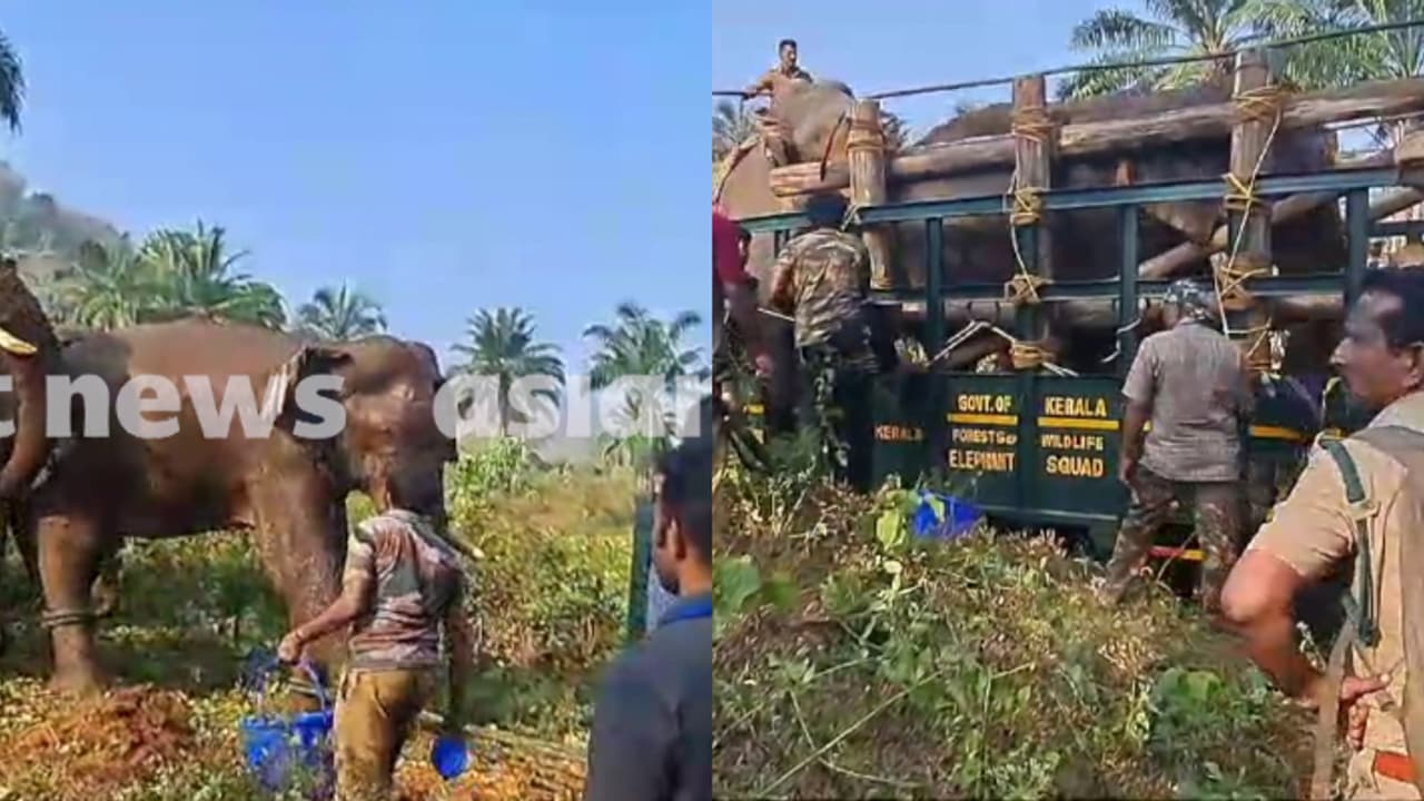 Kerala: Wild tusker in Athirappilly with major head injury tranquilized ...