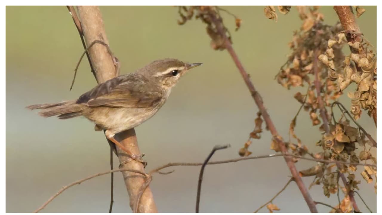 new type of bird found in mannar, alappuzha തവിടന്‍ ഇലക്കുരുവിയെ ...
