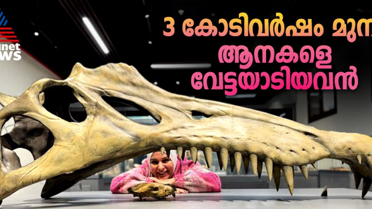 Bastetodon's 30 Million Year Old Skull: ആനകളെ വേട്ടയാടിയ, 3 കോടി വർഷം ...
