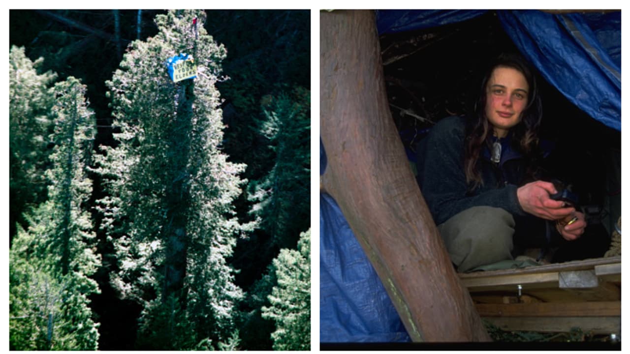 738 दिन पेड़ पर: जूलिया की कहानी | Woman Lived In A Tree For 738 Days ...