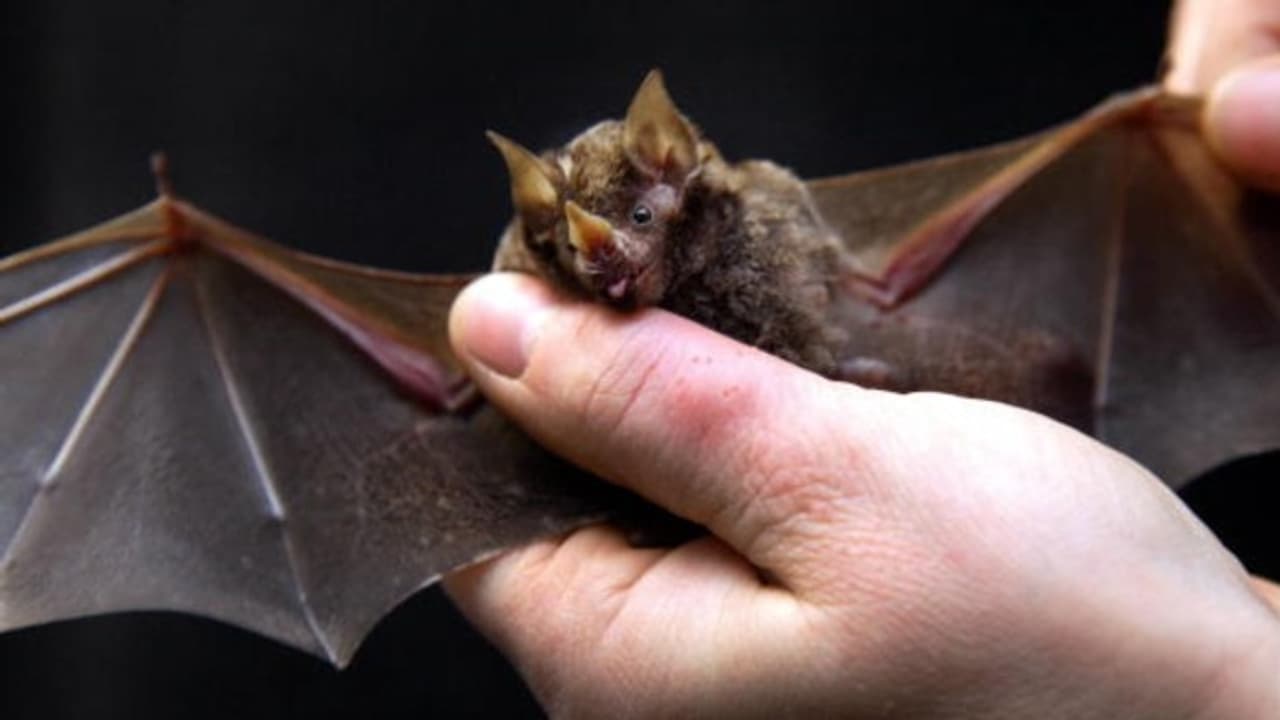 New bat species discovered in Sri Lanka by Osmania University-led ...