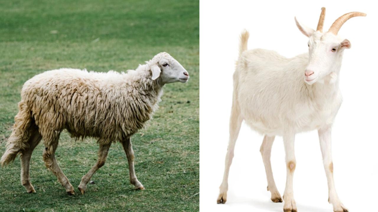 Goat vs Lamb: What's the difference in mutton and which is healthier ...