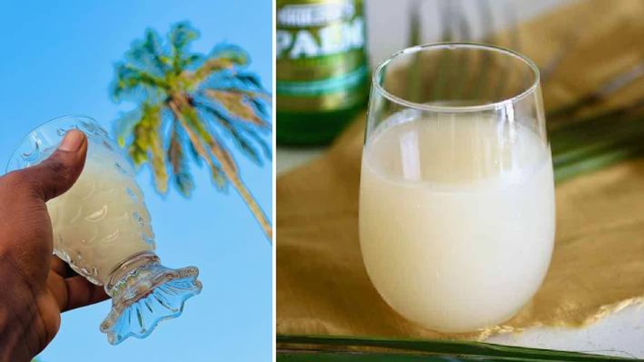 ताड़ी का ताजा रस गर्मी की करेगा काट, जानें Palm wine पीने के फायदे ...