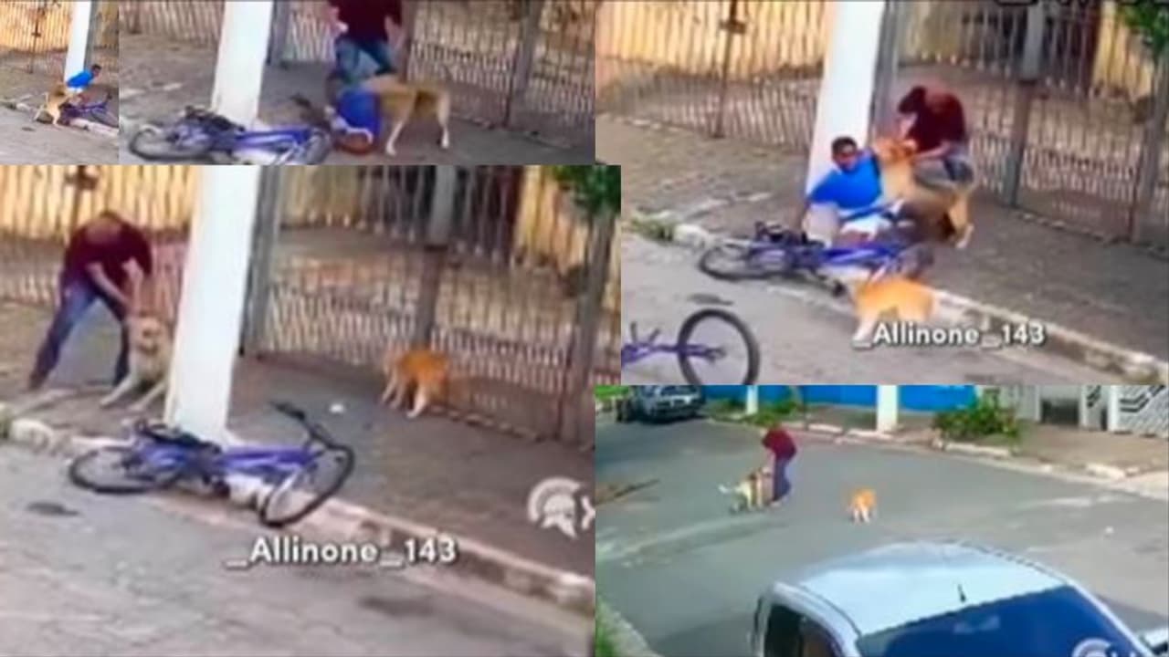 Feline Hero: Brave Cat Saves Child from Savage Dog Attack in Jaw ...