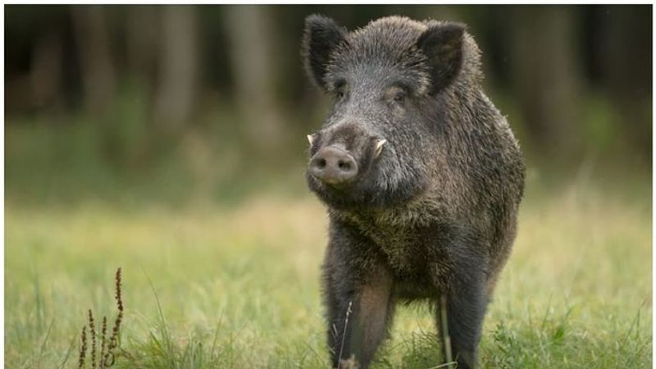wild boar attack റോഡിന് കുറുകെ കുതിച്ചെത്തിയ കാട്ടുപന്നി വയോധികനെ ...