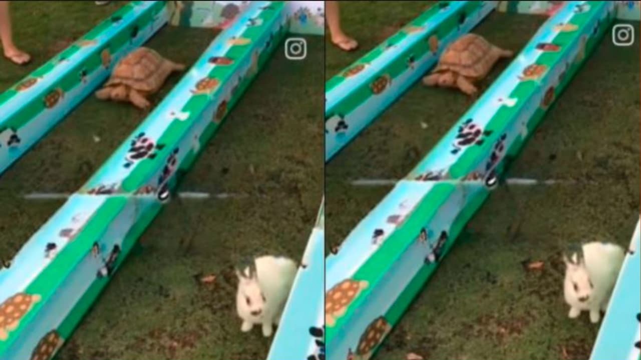 Slow & Steady Wins the Race: Tortoise Proves Aesop's Fable True in ...