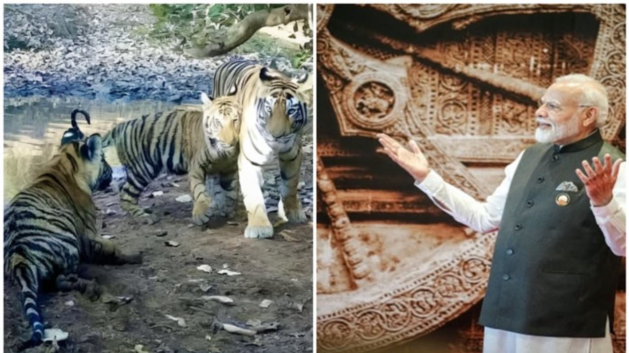 India adds 58th Tiger Reserve! PM Modi hails Madhav Tiger Reserve as a ...