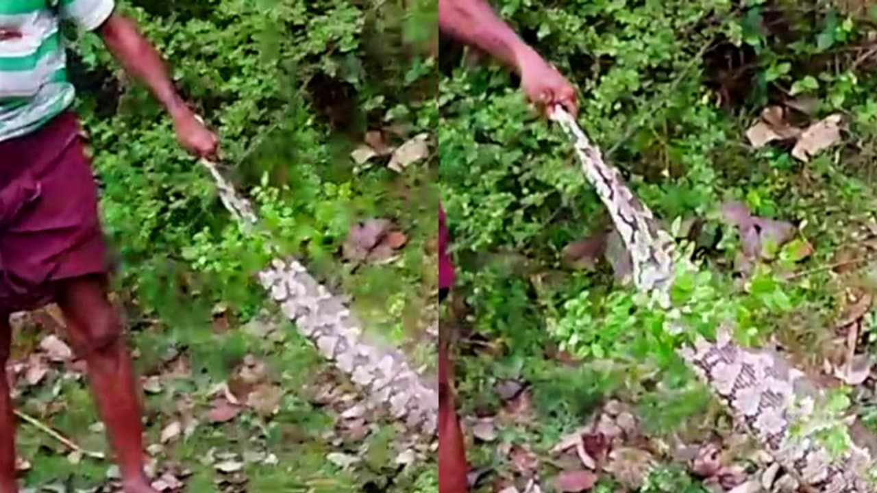 locals caught huge python in palakkad forest staff rescued:ചായക്കടയുടെ ...