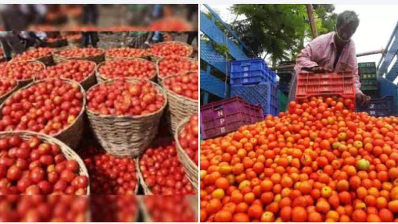 Tomaro Onion Price : ஒரு கிலோ இவ்வளவு தானா.! கொட்டிக்கிடக்கும் தக்காளி ...