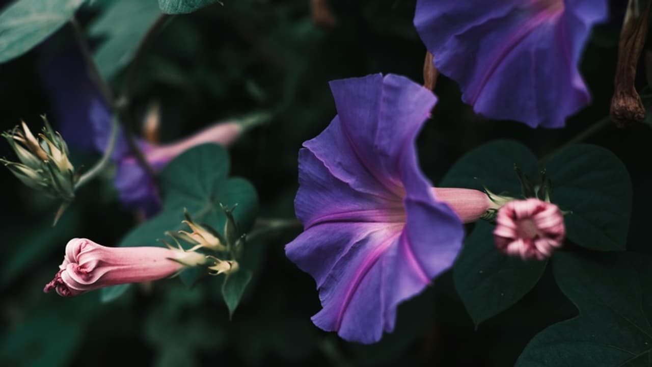Spring Garden: 6 beautiful flowering vines to brighten your outdoor ...