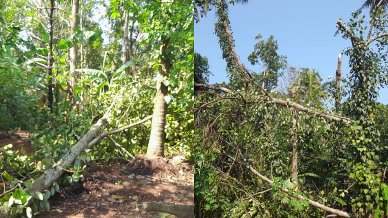 Lightning storm in Thrissur Mala Trees felled Widespread crop damage ...
