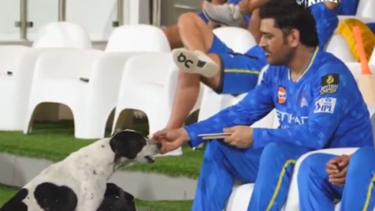 IPL 2025: Heartwarming moment! MS Dhoni feeds a dog during Chennai ...