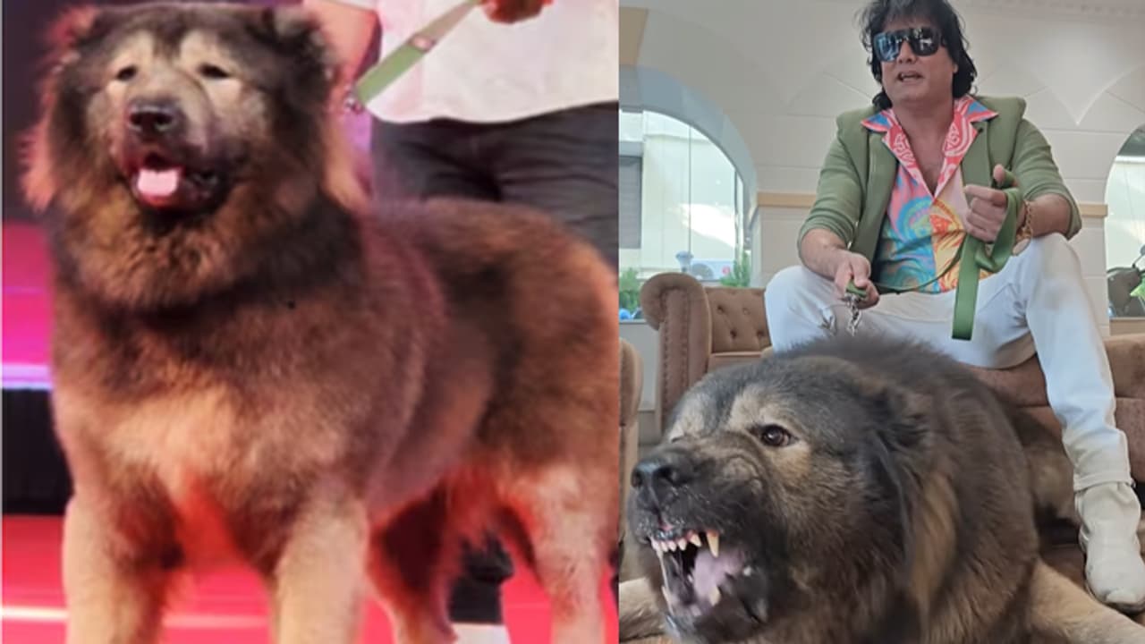 Viral News: ఈ శునకం ఖరీదు రూ. 50 కోట్లు.. రోజూ 3 కిలోల మాంసం తింటుంది ...