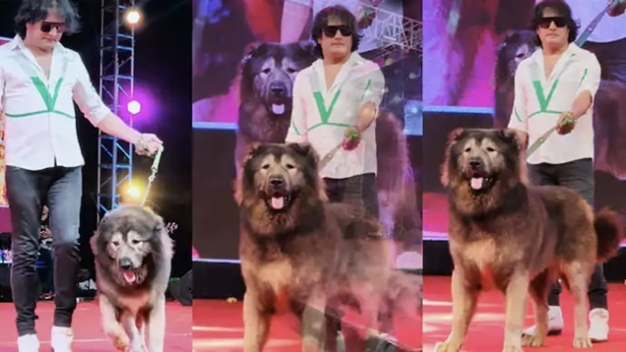 Cadaboms Okami DOG: একটা কুকুরের দামে ৫০টা BMW! যুবকের আজব শখের পিছনে ...