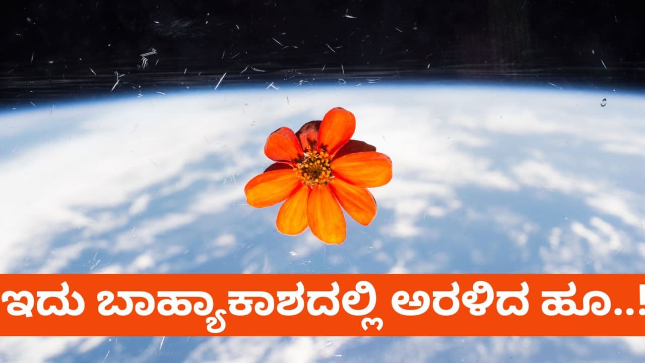 Year 2016 NASA Grows First Flower in Space A Historic Milestone in ...
