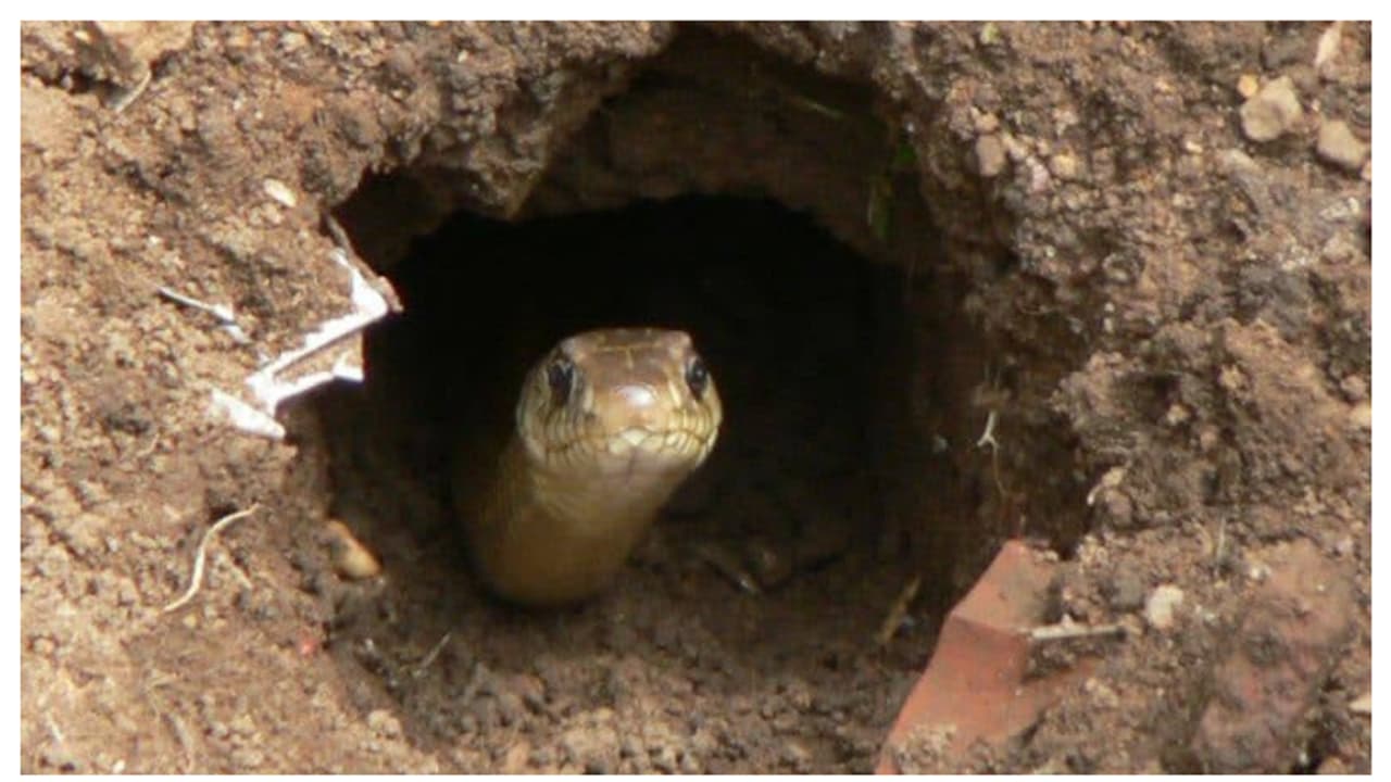 പാമ്പിന്റെ മാളം എങ്ങനെ തിരിച്ചറിയാം? | Is There A Hole Like This In The ...