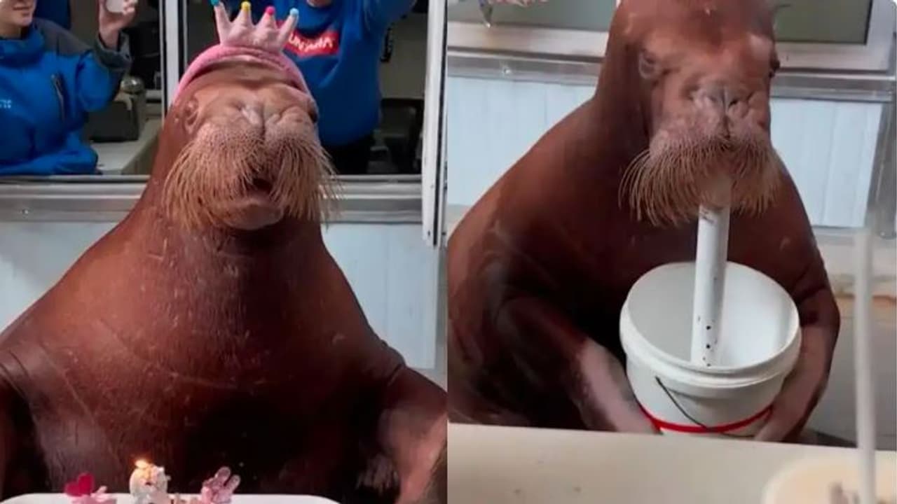 Flipper Fun: Walrus's 8th Birthday Party at Chinese Zoo | ಚೀನಾದ ಝೂನಲ್ಲಿ ...