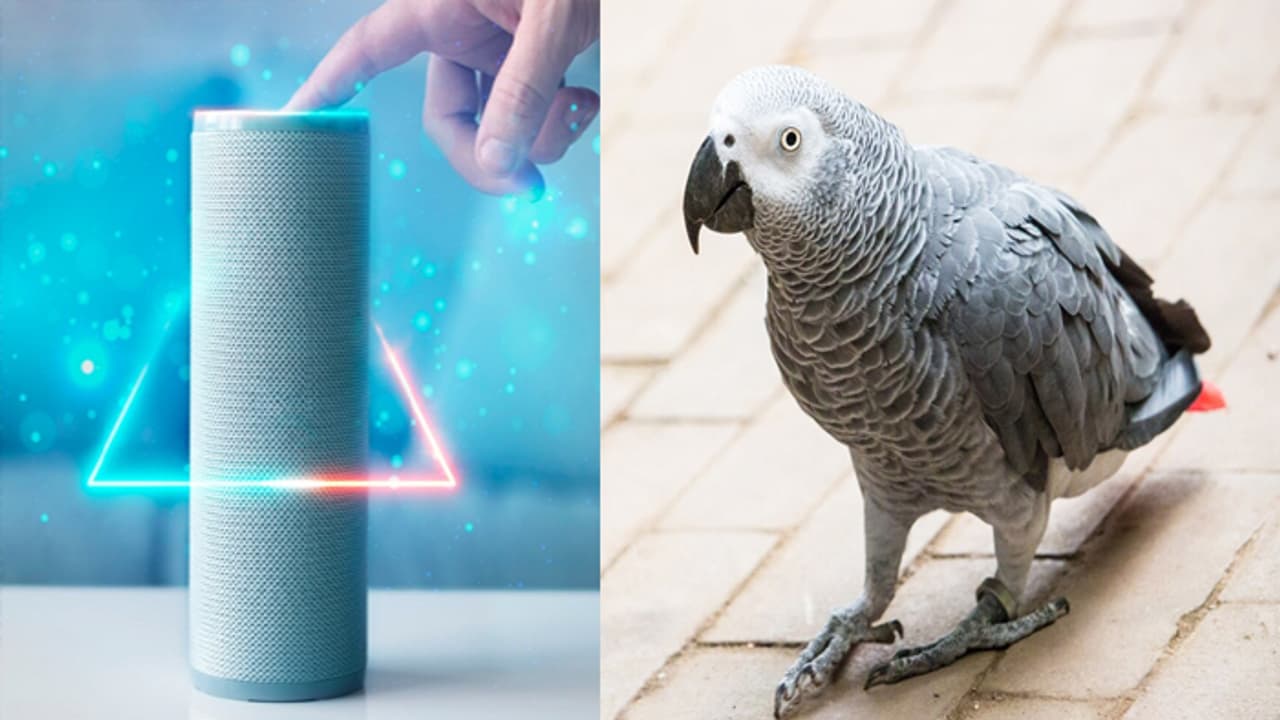 Viral News: చిలిపి చిలుక ఎంత పని చేసింది.. ఏకంగా అలెక్సాలో | African ...