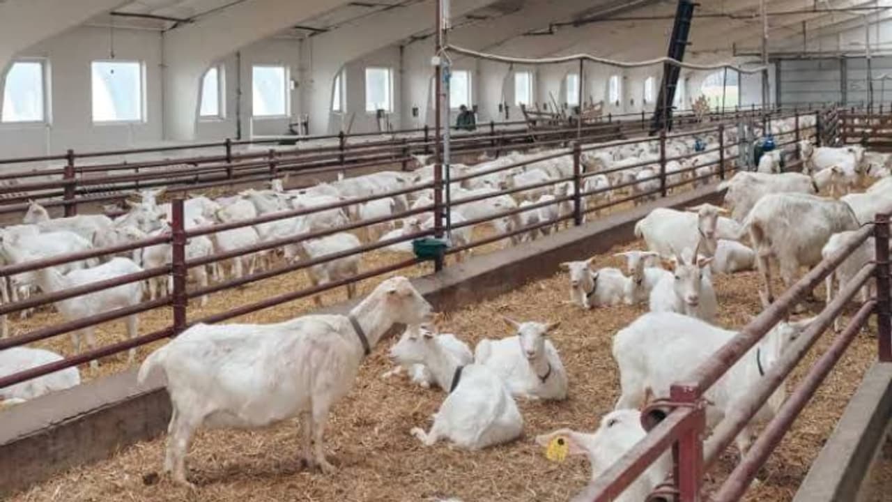 10 बकरी, 1 एकड़ ज़मीन और सरकार देगी 50 लाख! बकरीपालन योजना की पूरी ...