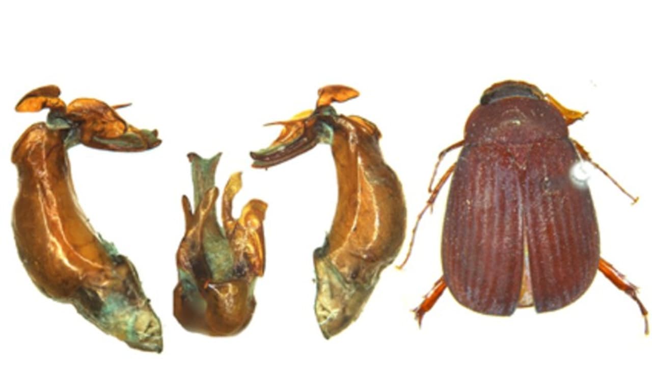 Mizoram to Kerala: Six new beetle species discovered, revealing India's ...