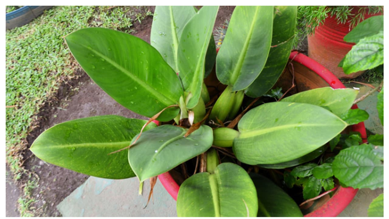 വീട്ടിൽ ഫാറ്റ് ബോയ് പ്ലാന്റ് വളർത്താം: To know more about gardening ...