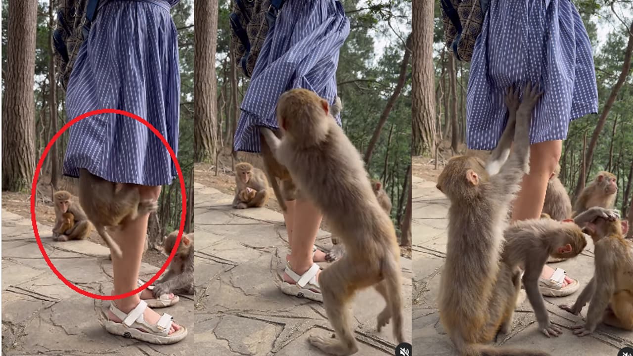 Mischievous Monkey Business: Baby Monkey's Surprise Visit Inside Woman ...