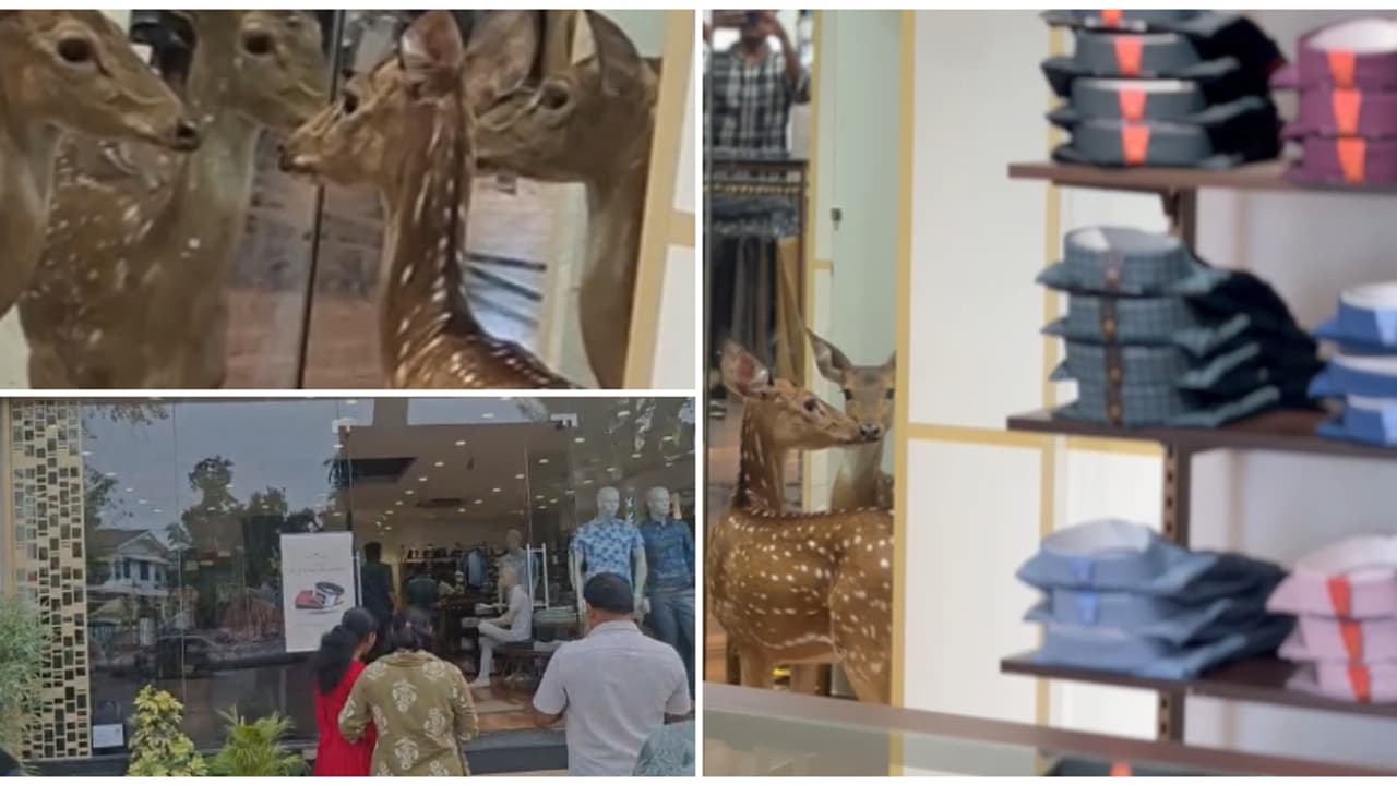 Deer in Louis Philippe shopലൂയിസ് ഫിലിപ്പ് ഷോപ്പിൽ പുള്ളിമാൻ | Chital Spotted Deer Ran Into ...