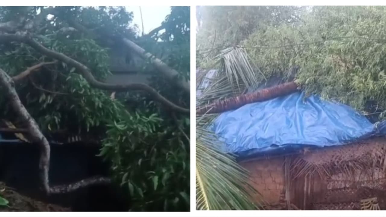 heavy rain and wind vithura മഴയിലും കാറ്റിലും കനത്ത നഷ്ടം | Heavy Rain ...