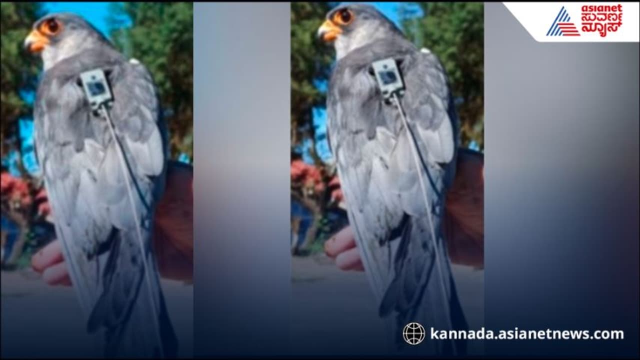 Birds Without Borders ಫಾಲ್ಕನ್‌ನ ಅದ್ಭುತ ಪ್ರಯಾಣ | Amur Falcons Marvelous ...