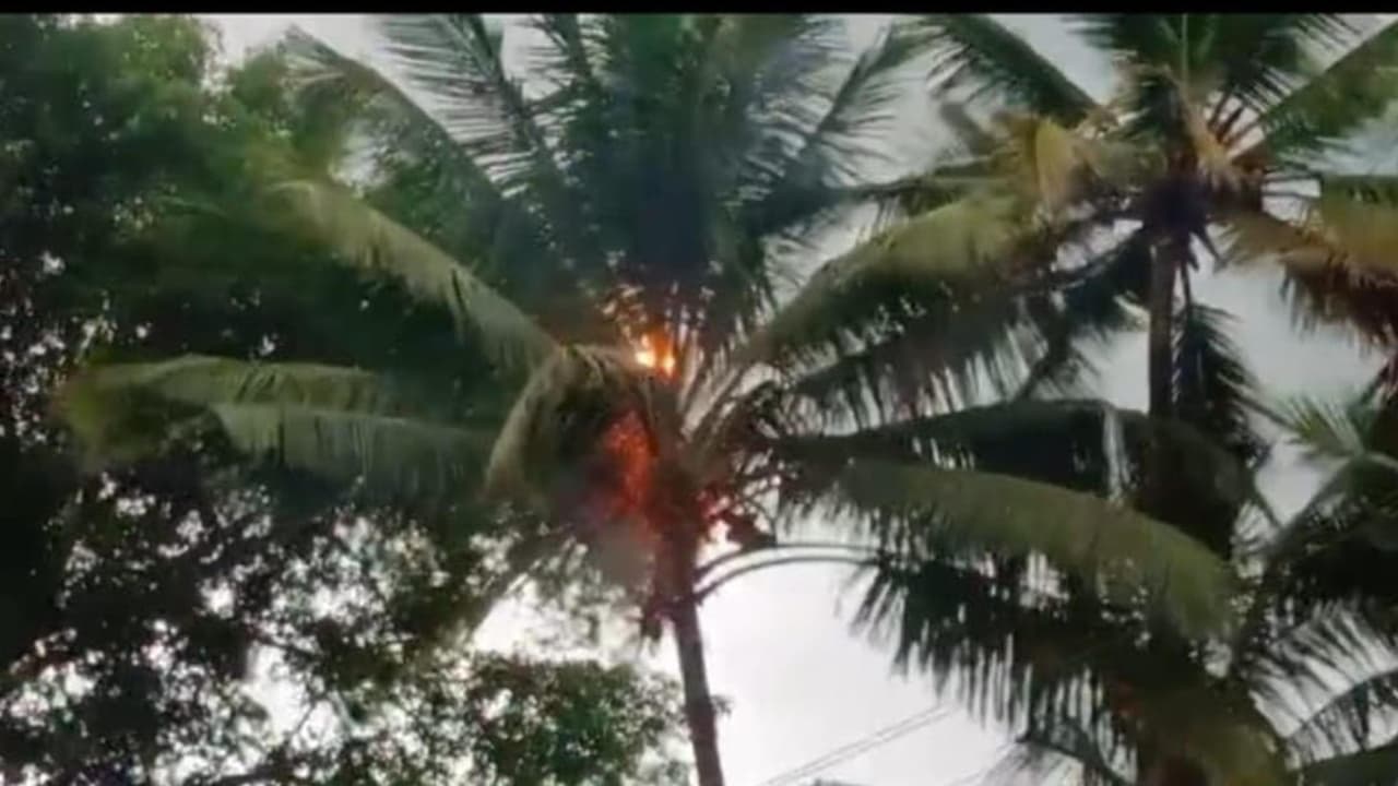 Fire of unknown origin on top of tall coconut tree | Fire Breaks Out On ...