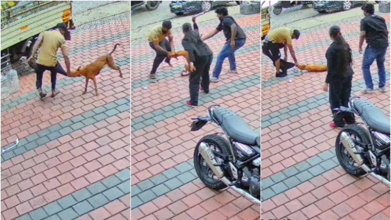 Stray dog attack - Pants removed for getting rid | Stray Dog Attacked Man While Walking Near A ...