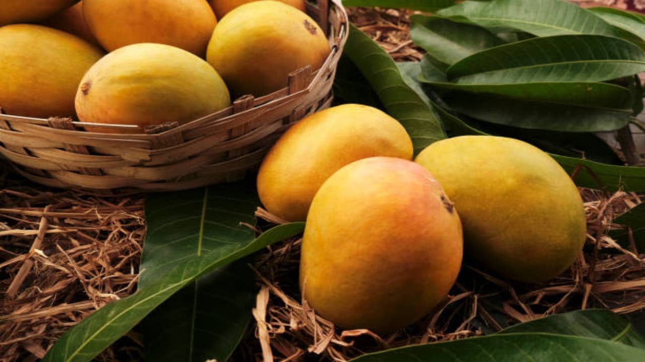 Fake vs real mango: पके आम की पहचान: असली vs नकली, जानें कैसे करें फर्क ...