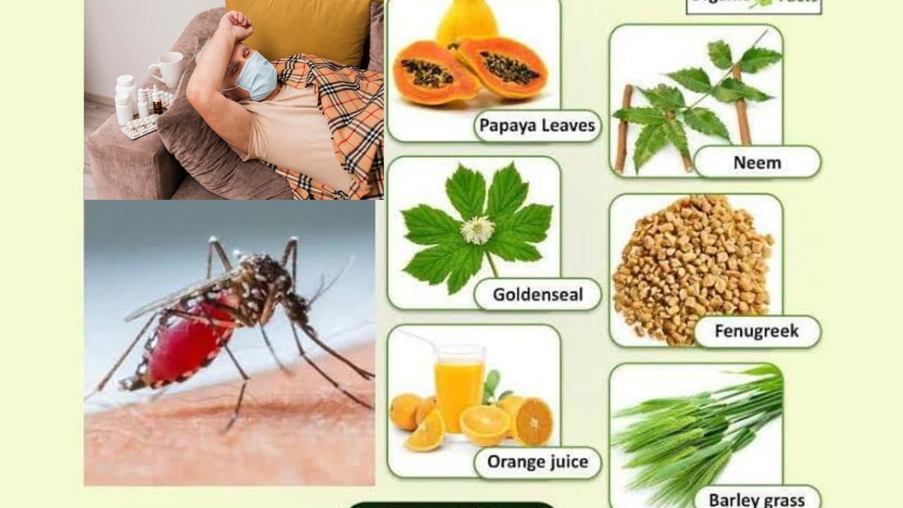 Home Remedies For Dengue: डेंगू का गेम ओवर! इन 5 देसी उपाय बनेगी आपकी ...